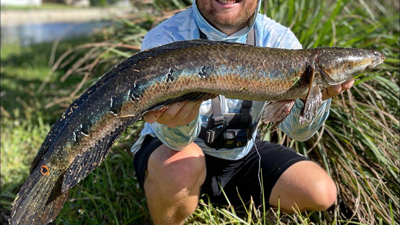 Giant BLUE Snakehead Catch and Release Short (Channa) - YouTube
