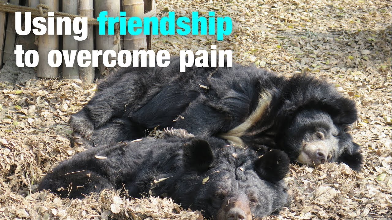 Meet the rescued bears using friendship to overcome painful pasts - YouTube
