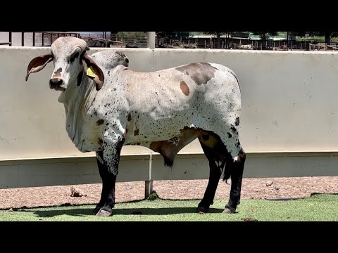 J&J Cattle Co: Lot #1001 Gyr Bull - YouTube