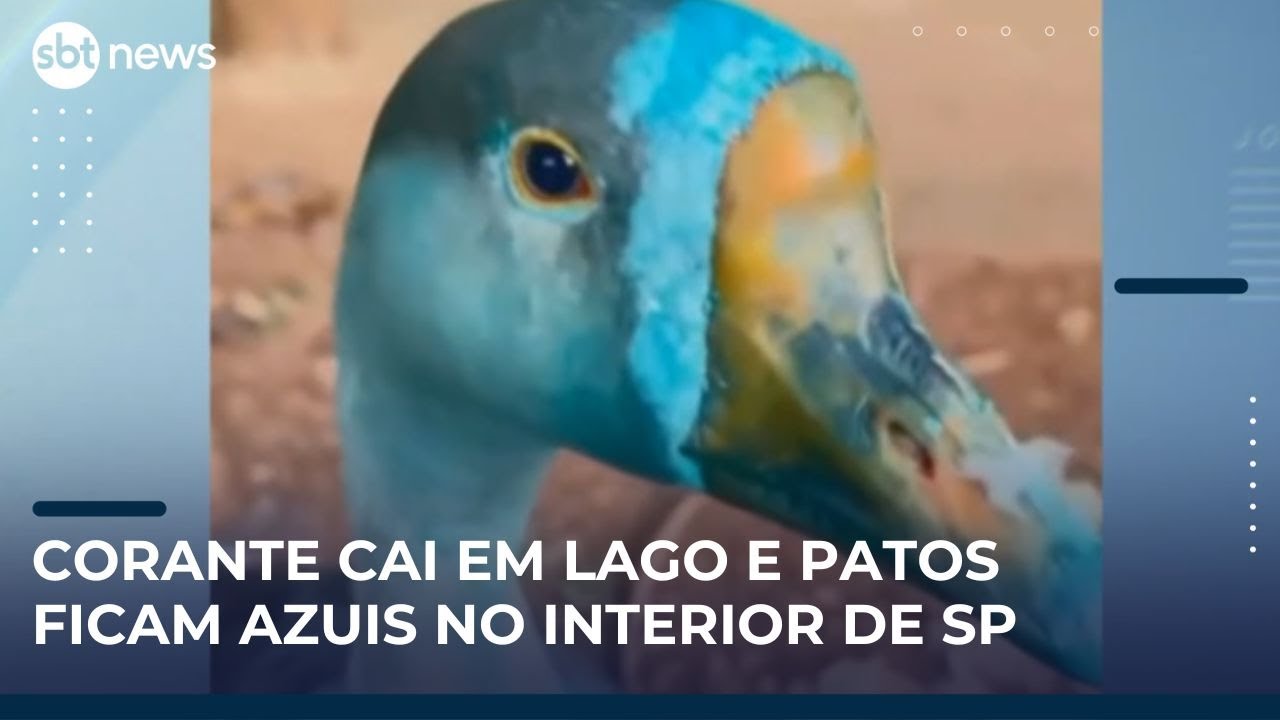 Patos ficam azuis após carreta derramar corante em córrego no interior ...