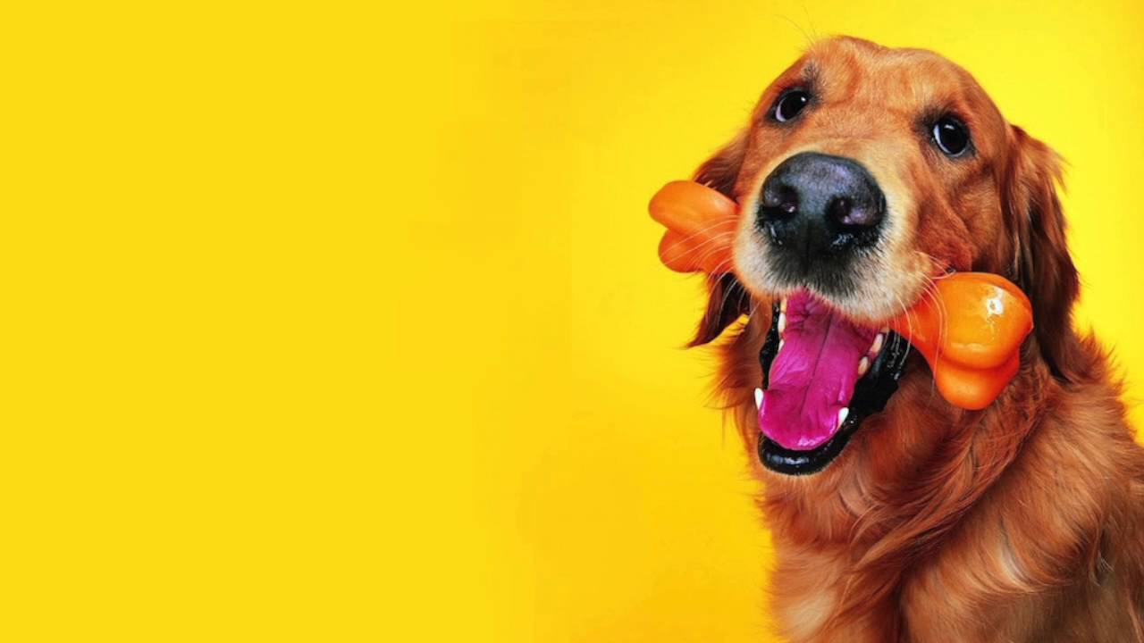 Andrew recites: Greedy Dog by James Hurley - YouTube