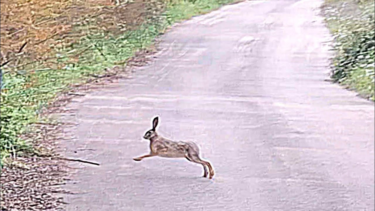 Caccia alla lepre SCOVO CON LEPRE IN VISTA #caccia #hunting - YouTube
