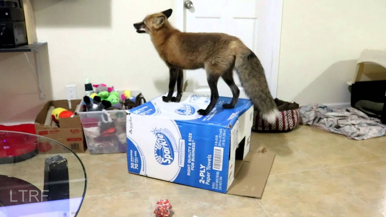 Red Fox and his new box - YouTube