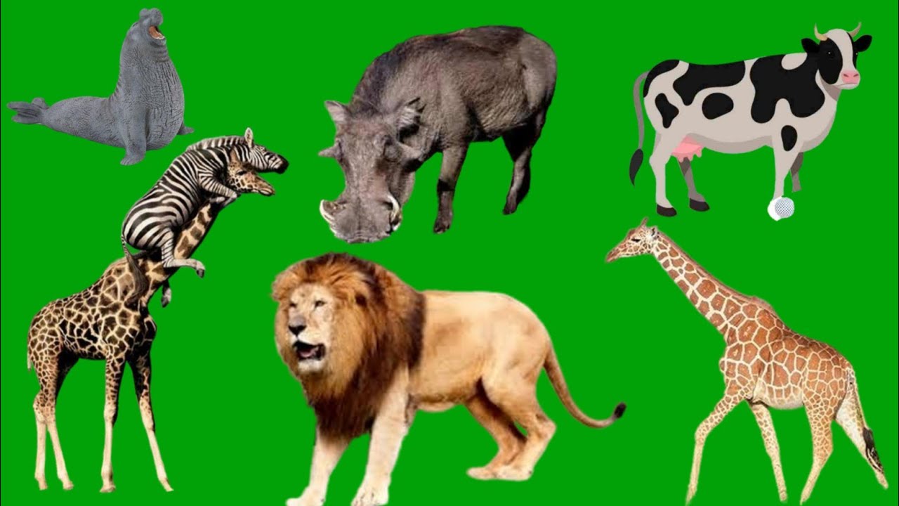 The best animals cout dog and cat video is funny animals - YouTube