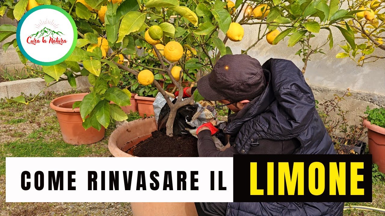 Come e Quando Fare IL Rinvaso del LIMONE - YouTube