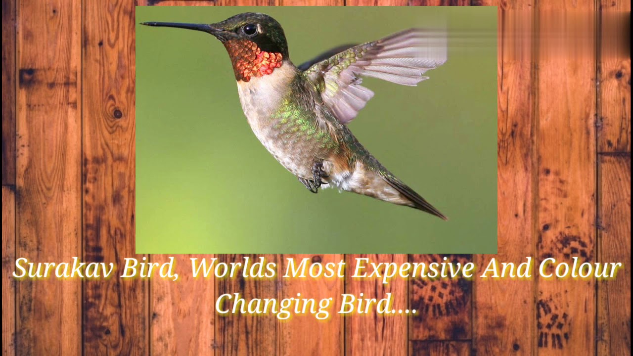 SURAKAV BIRD... world's most expensive and Rare bird...## - YouTube