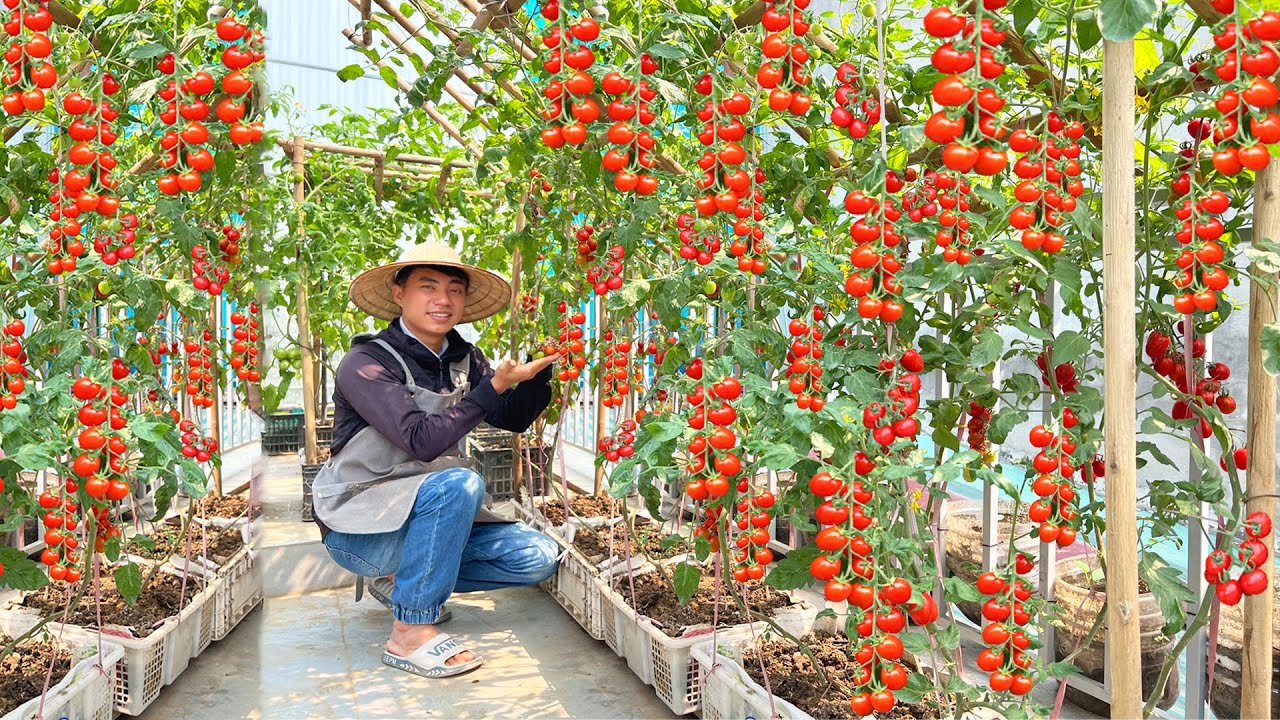 Successfully grew RuBy tomato plants in the Tropics, with many ...