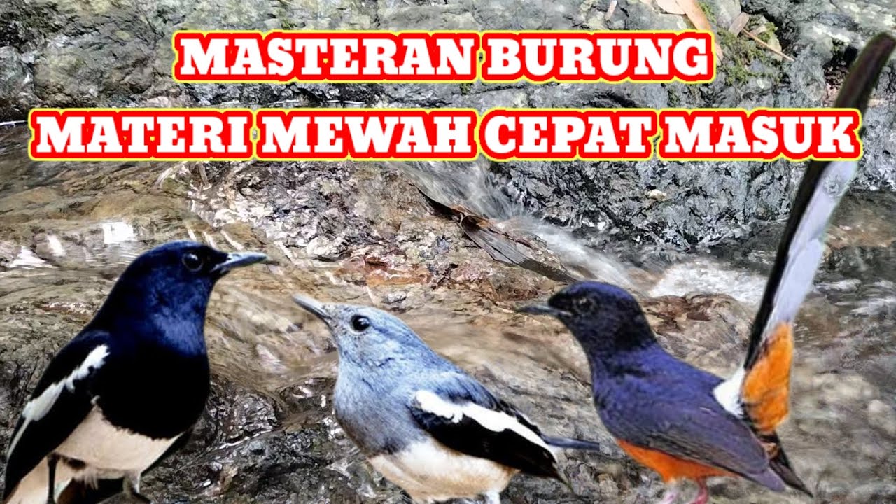 masteran burung Kacer juara materi mewah mudah masuk - YouTube