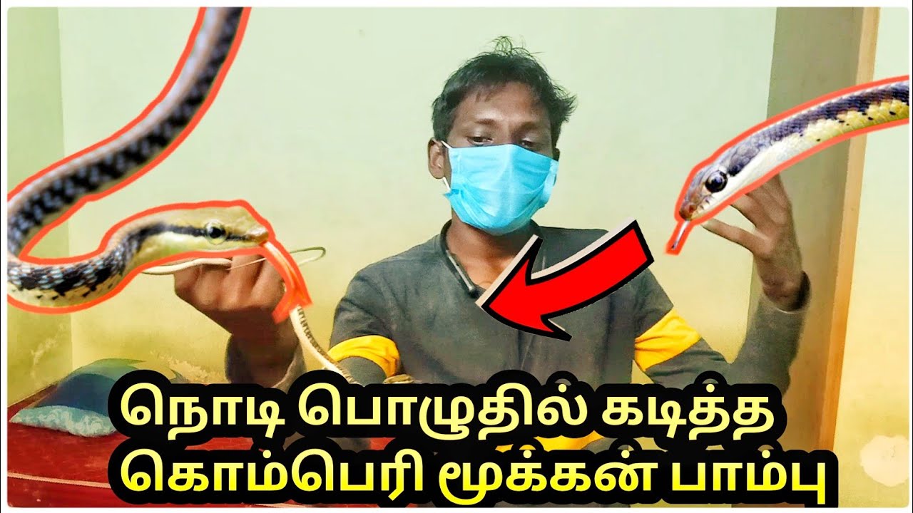 komberi mookan snake bite Me 😥 - YouTube