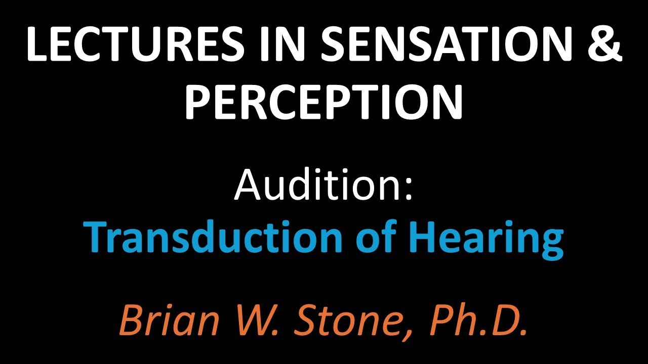 Sensation and Perception - Audition Pt2 - Transduction of Hearing - YouTube