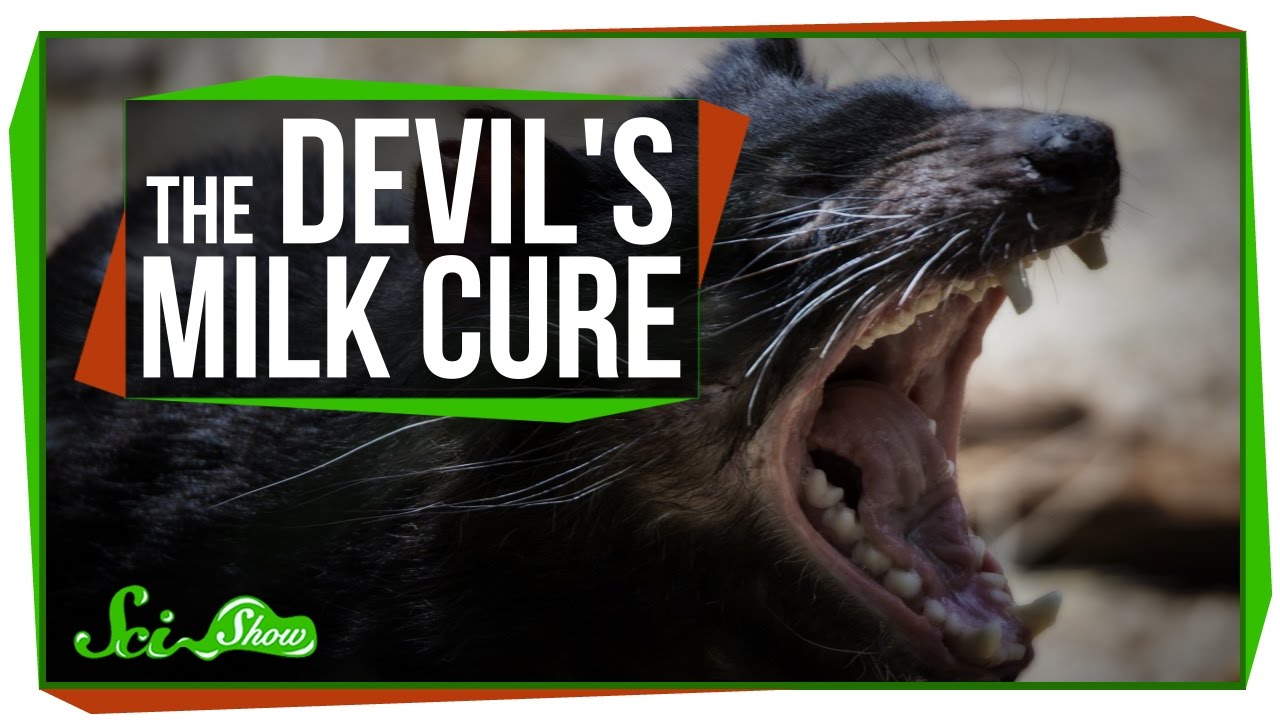 Using Devil's Milk to Kill Superbugs - YouTube