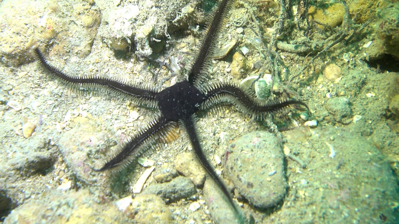 Ophiure noire - Ophiocomina nigra - Palavas (France) - YouTube