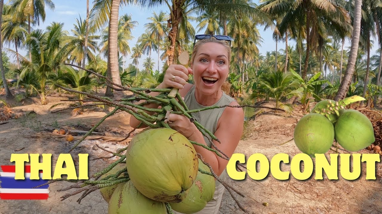 Visiting Coconut Farm in SAMUT SONGKHRAM Thailand - YouTube