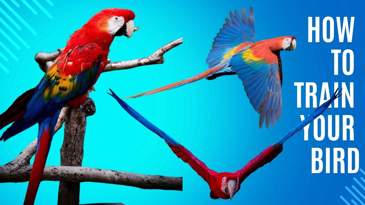 Free-flying Macaw Parrot | Macaw Parrot free fly @KrishnaAviary - YouTube