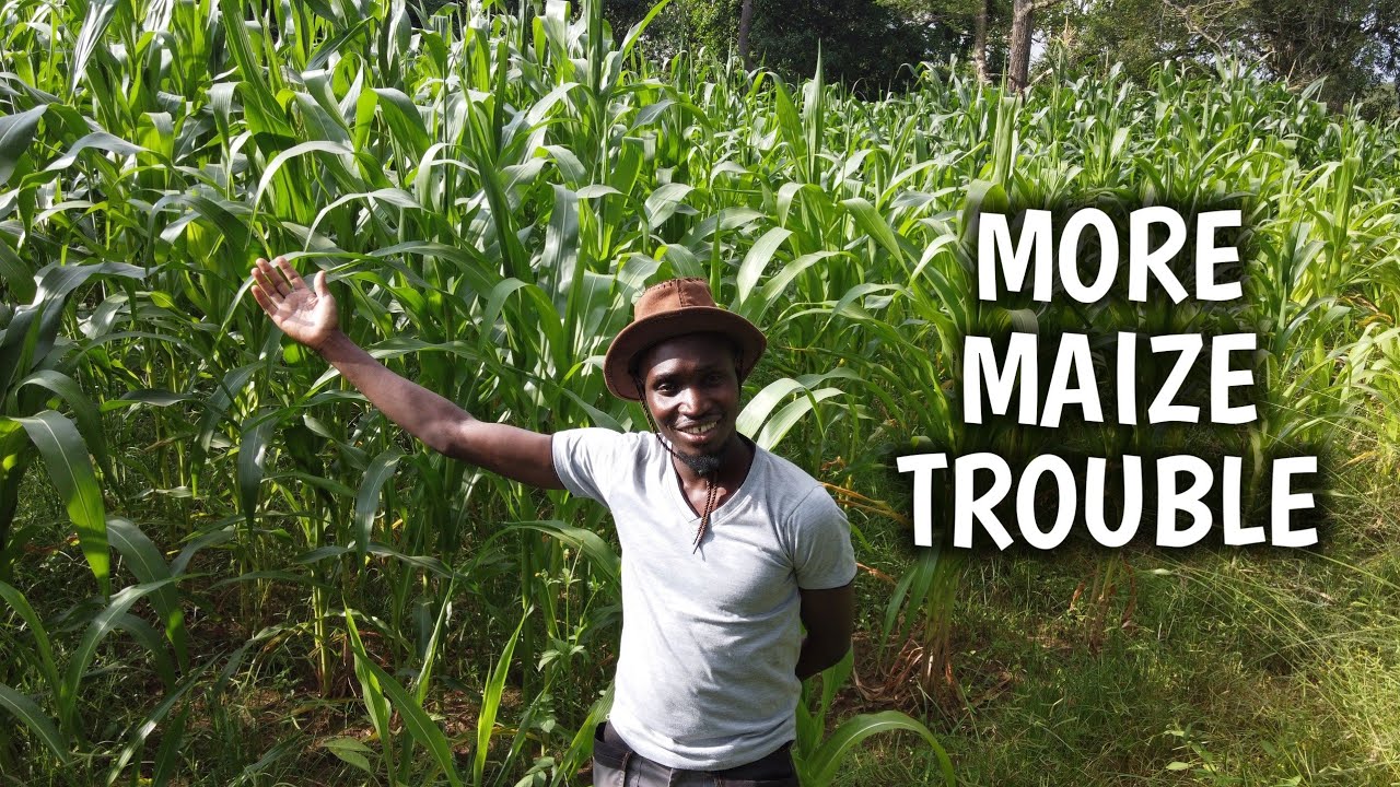 Our Maize Growing Troubles WON'T END!😰 - YouTube