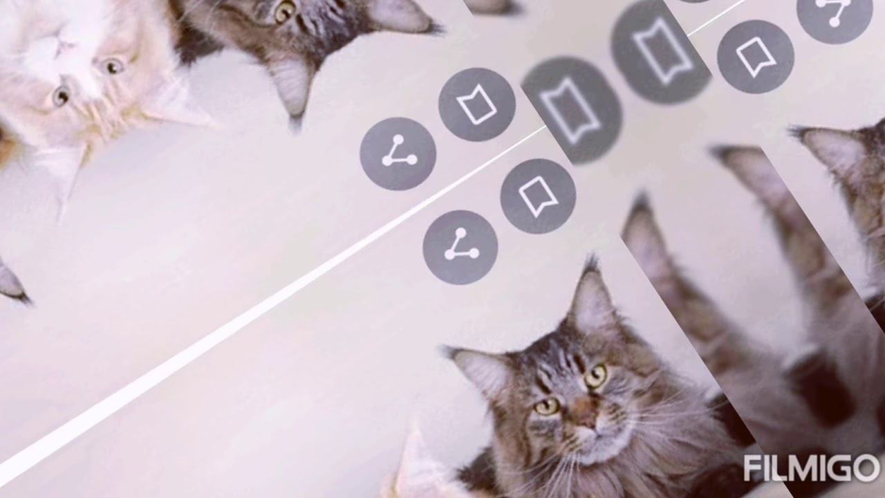 american mankoon cats - YouTube