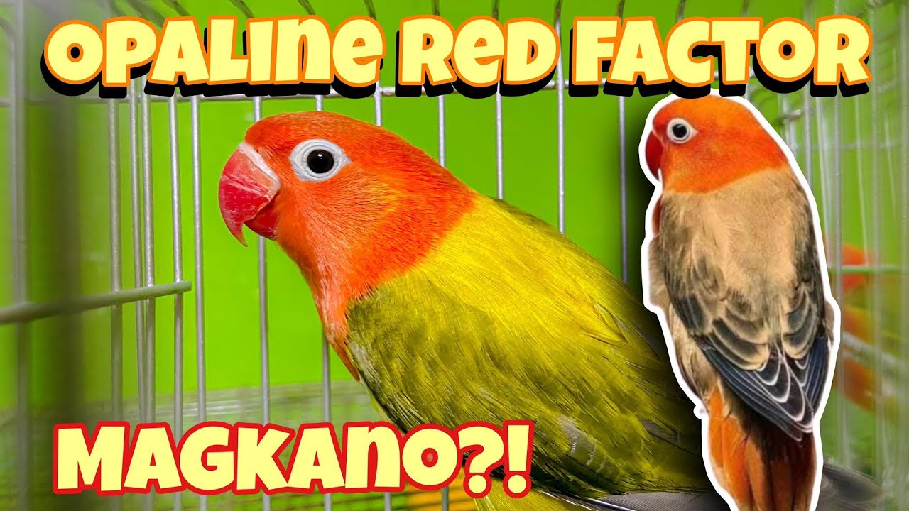 MAGKANO ANG RED FACTOR | OPALINE RED FACTOR | BULACAN PET MARKET- VLOG ...