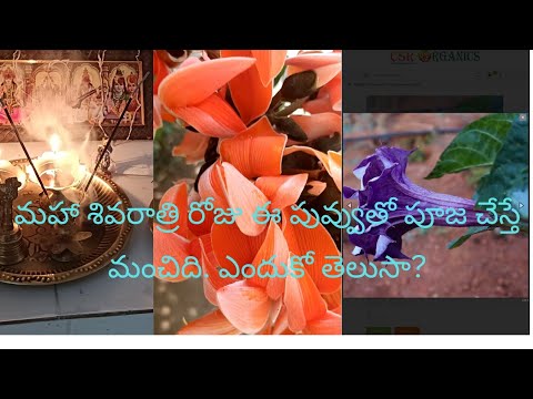maha shivarathri puja ||shiva puja || modugu puvvu || - YouTube
