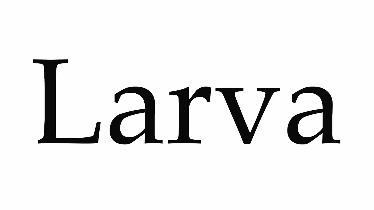 How to Pronounce Larva - YouTube