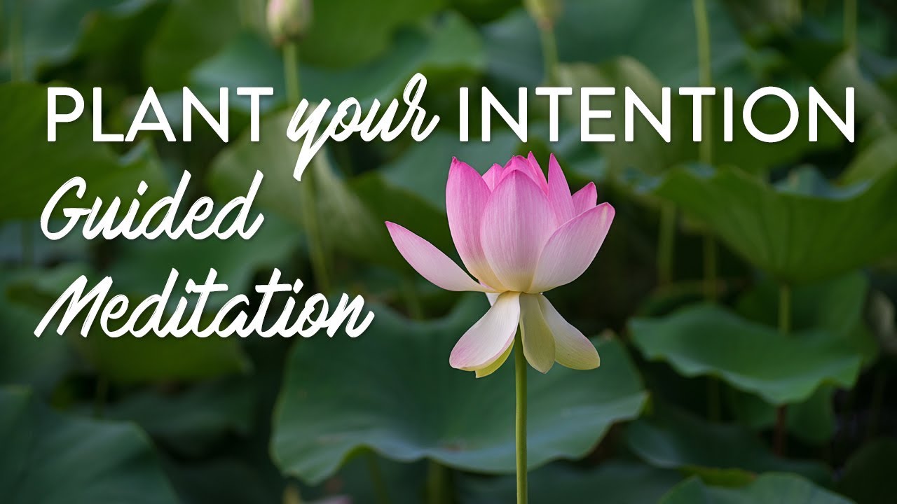Plant Your Intention | Guided Meditation - YouTube