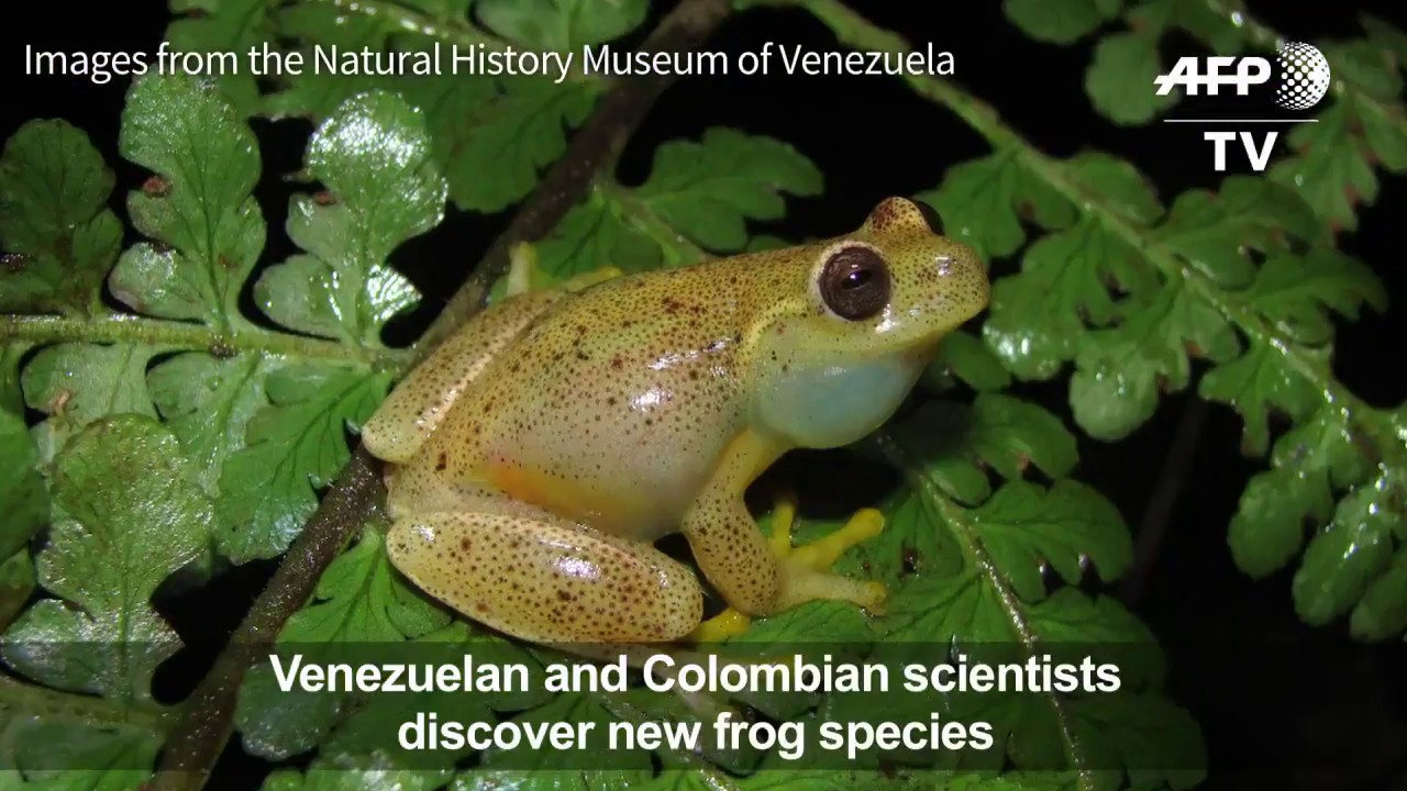 Venezuelan And Colombian Scientists Discover New Frog Species - YouTube