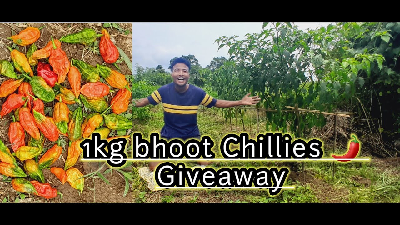 Bhoot Chilli 🌶 Farming #misingexperiment - YouTube