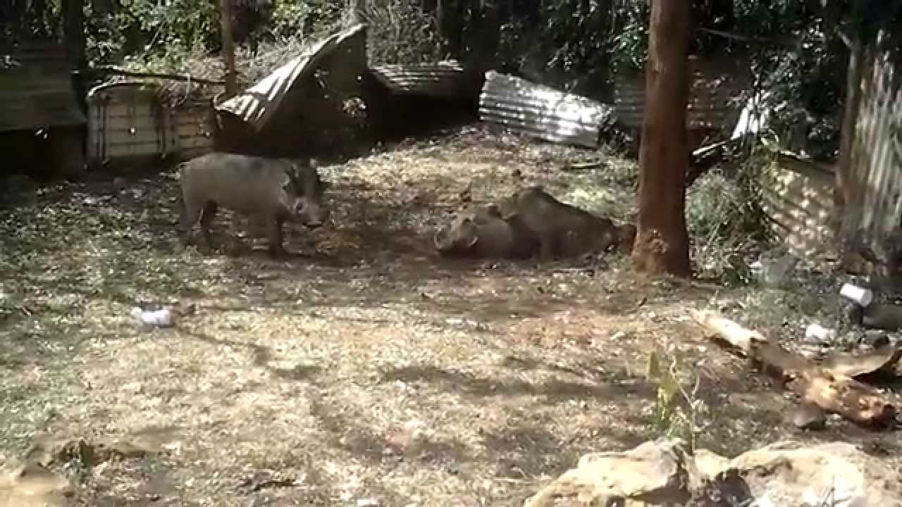 Warthogs Mating : Male Wants To Mate - YouTube