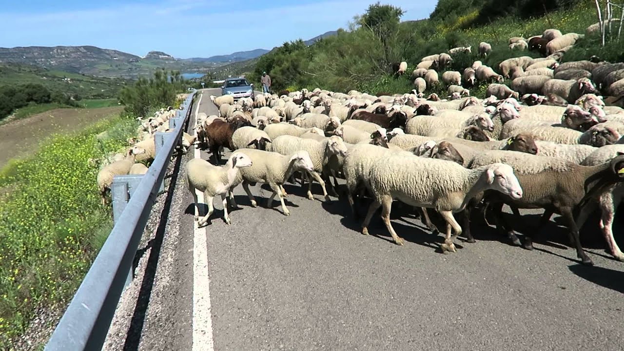Sheep blocking the road near Ronda, Spain, 2015-04-20 - YouTube