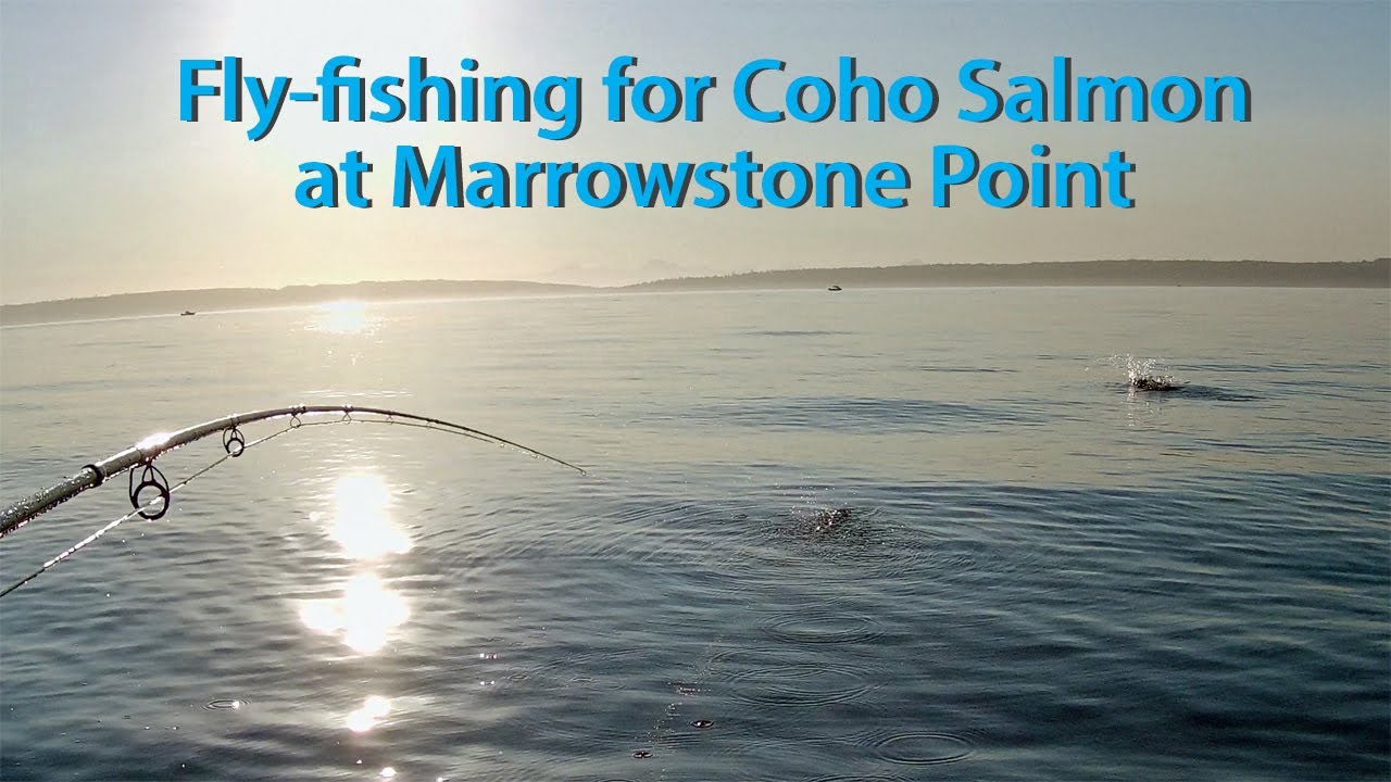Fly fishing for Coho Salmon at Marrowstone Point - YouTube