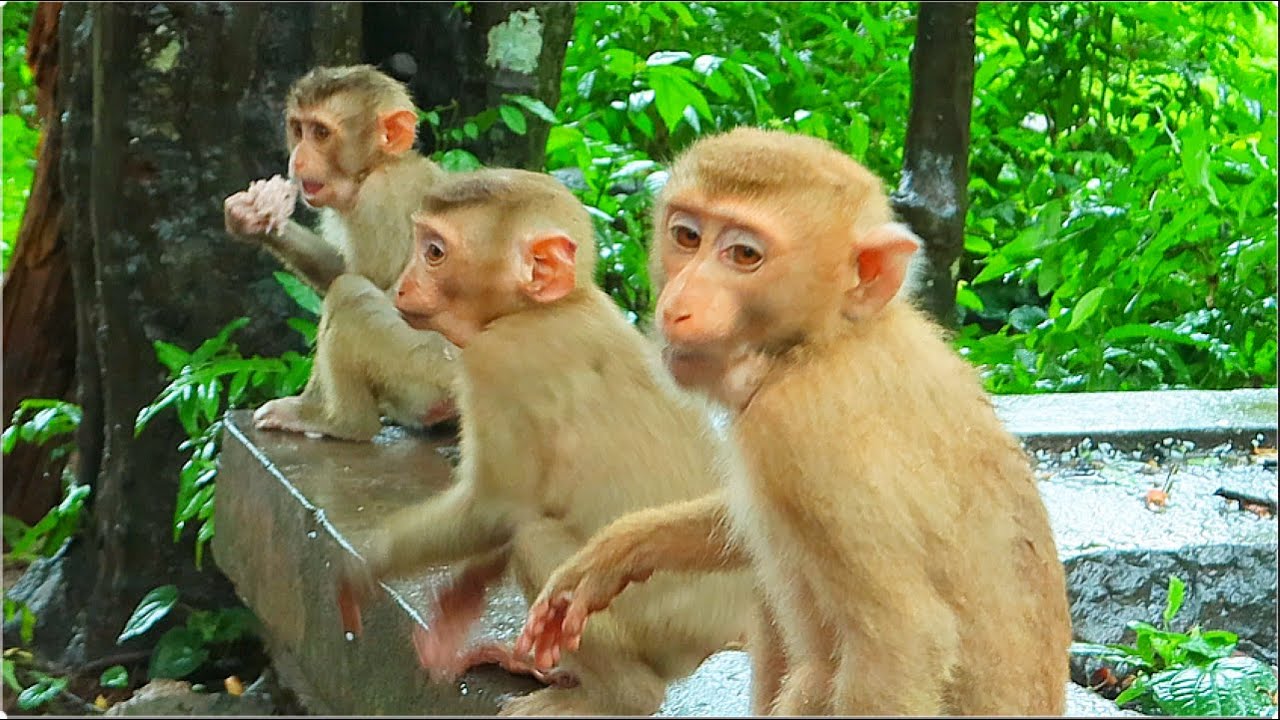 Monkey Zuri Take On The Eating Challenge: Fruits Vs Rice Exchange Test ...