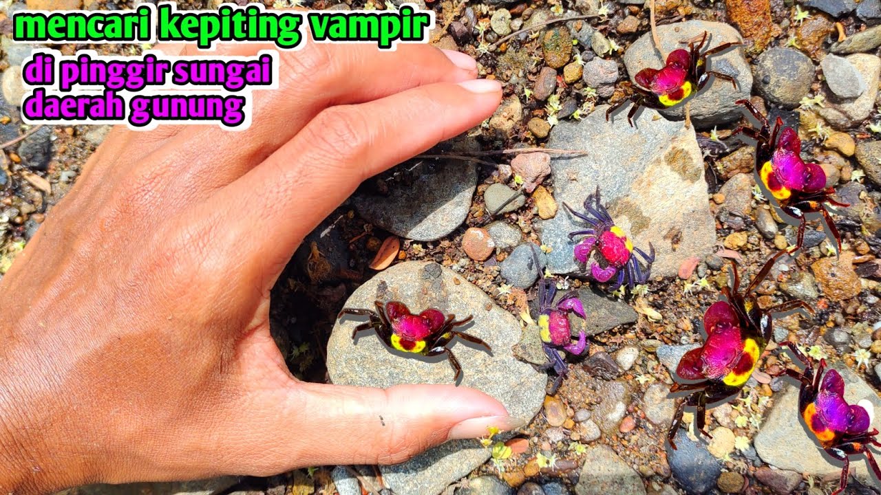 TERNYATA HABITAT KEPITING VAMPIR DI PINGGIR SUNGAI PEGUNUNGAN - YouTube
