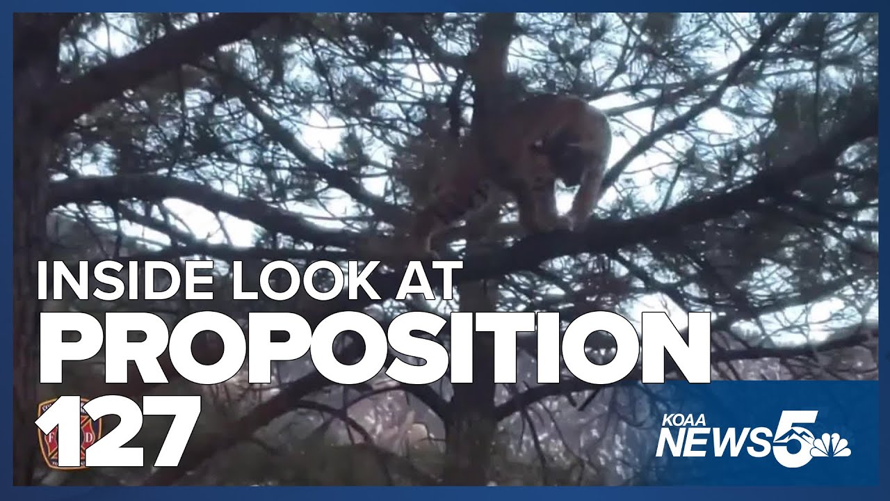 Inside Proposition 127 which protects mountain lions, lynx and bobcats ...