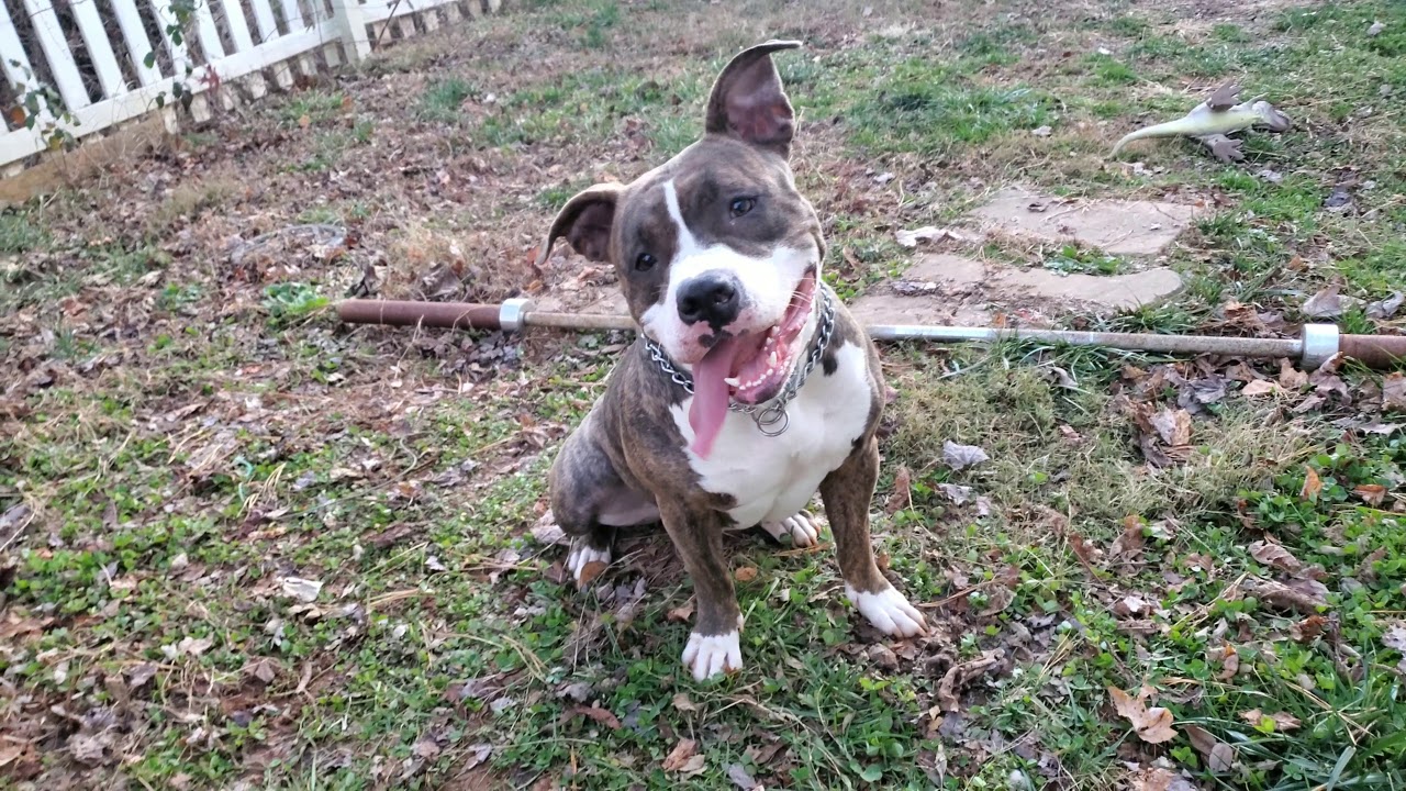 1 year old female American bully Cleo showing off her muscles. - YouTube
