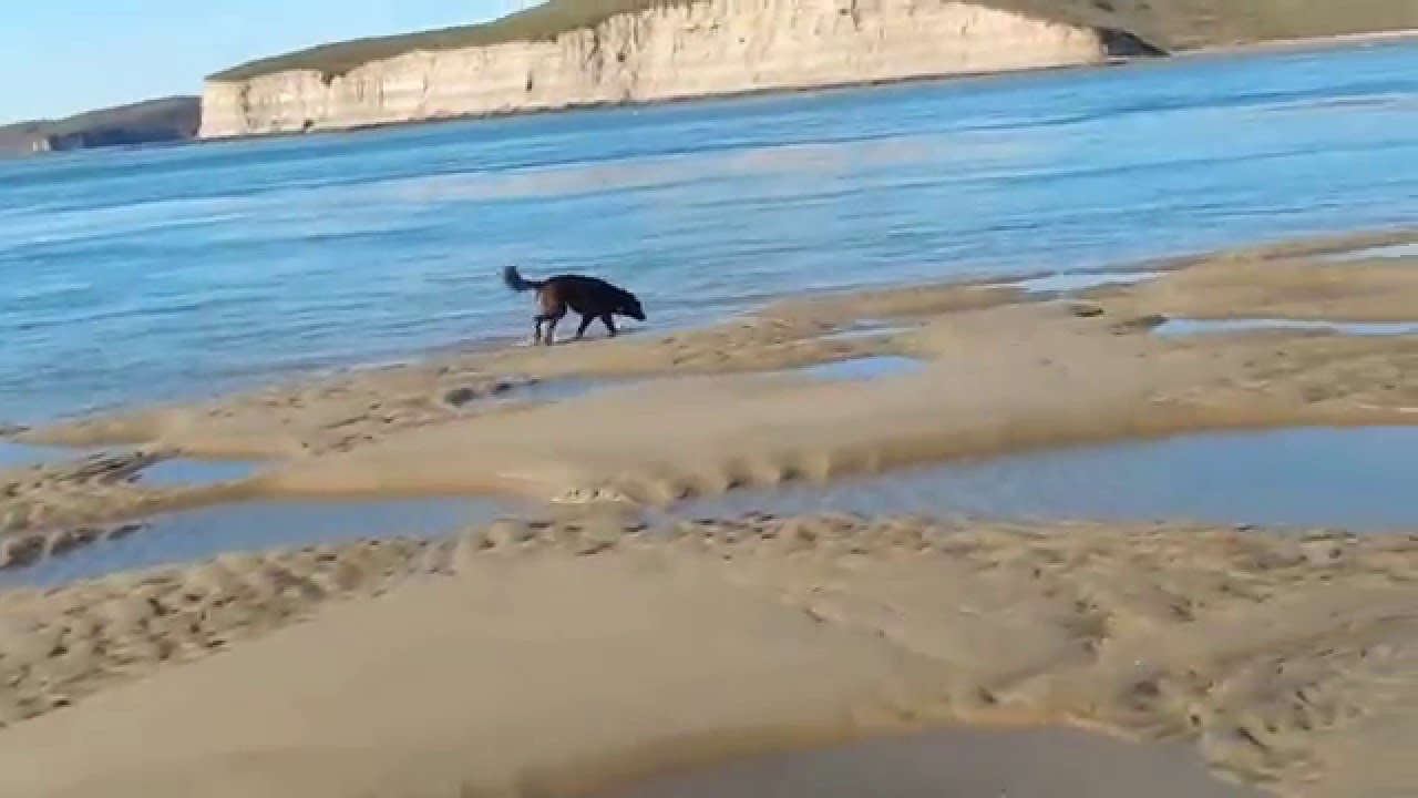 The sand along fast-moving ocean channels have areas of quicksand ...