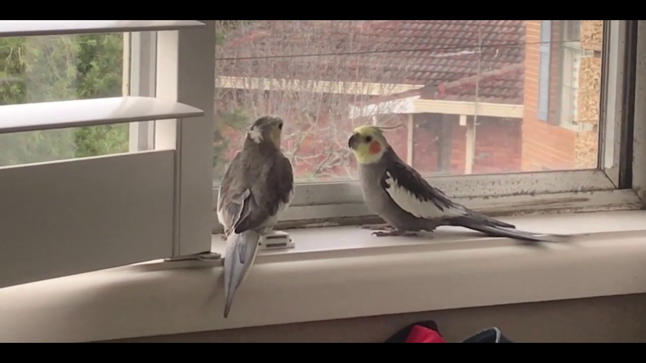 Bird Code #Pecky #Daisy - YouTube
