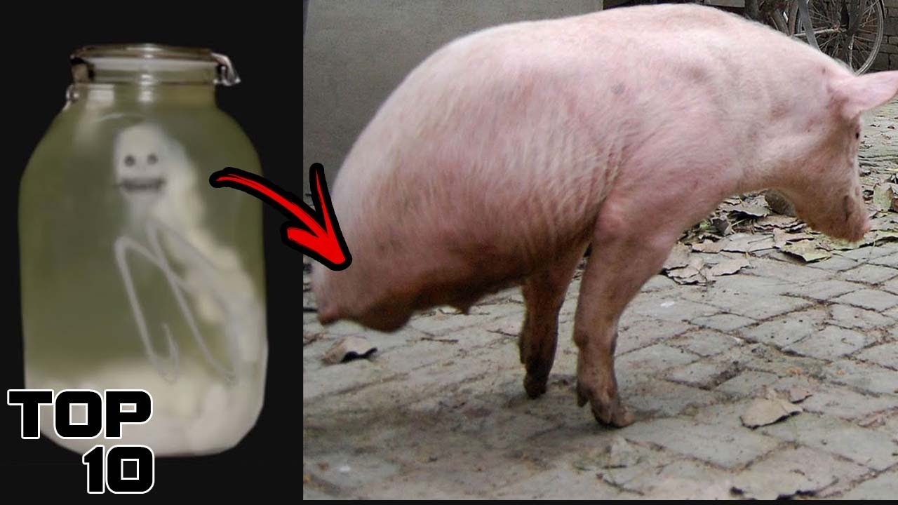 Top 10 Terrifying Flesh-Eating Things Found In Nature - YouTube