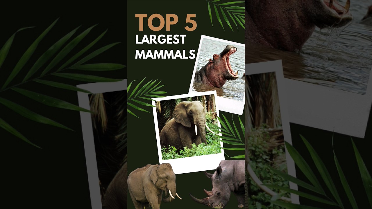 Top 5 Largest Animals in the World #animals #mammals #generalknowledge ...