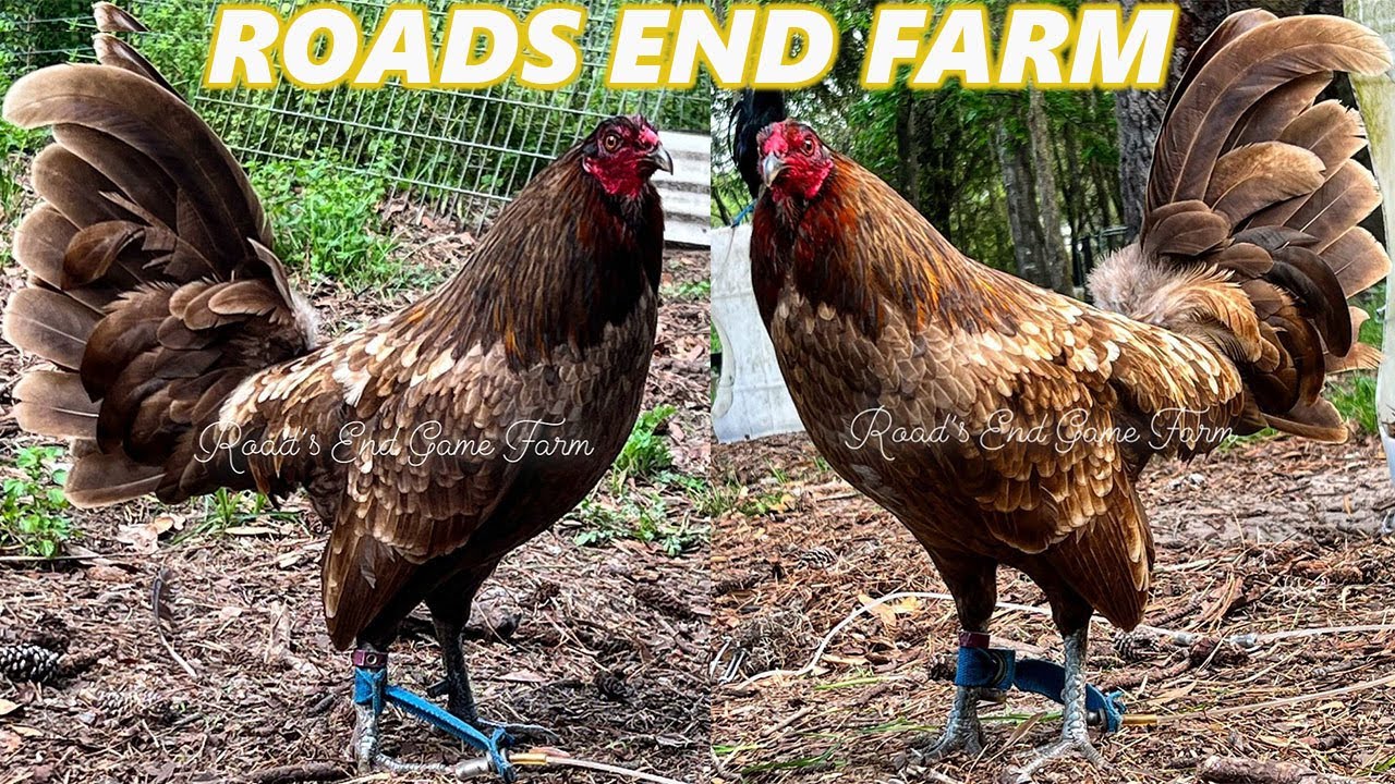 Jap Blue Hennie McRae Grey ROADS END FARM - YouTube