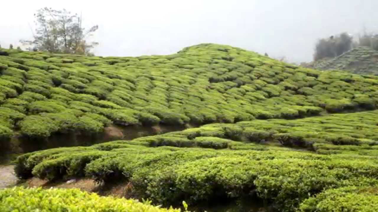 Tee aus biologischem Anbau - YouTube