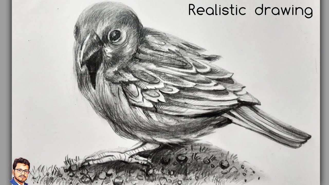 How to draw Realistic bird / Easy Bird drawing and shading /palash swar ...
