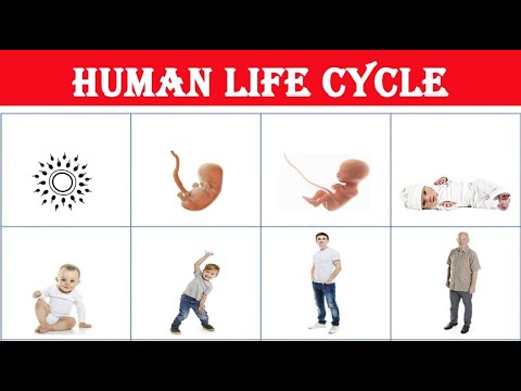 Human Life Cycle || Stages of Human Life || Human Life Cycle Explained ...
