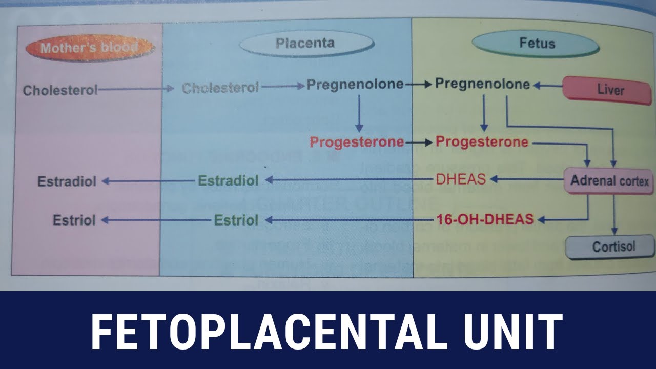 Fetoplacental unit ( formation of steriod hormones ) - YouTube