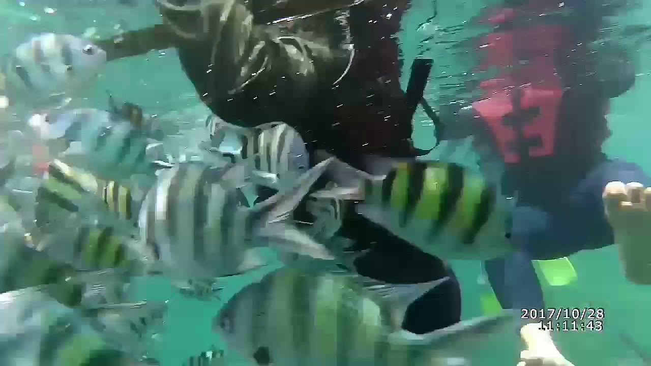 Snorkeling pulau pahawang. - YouTube