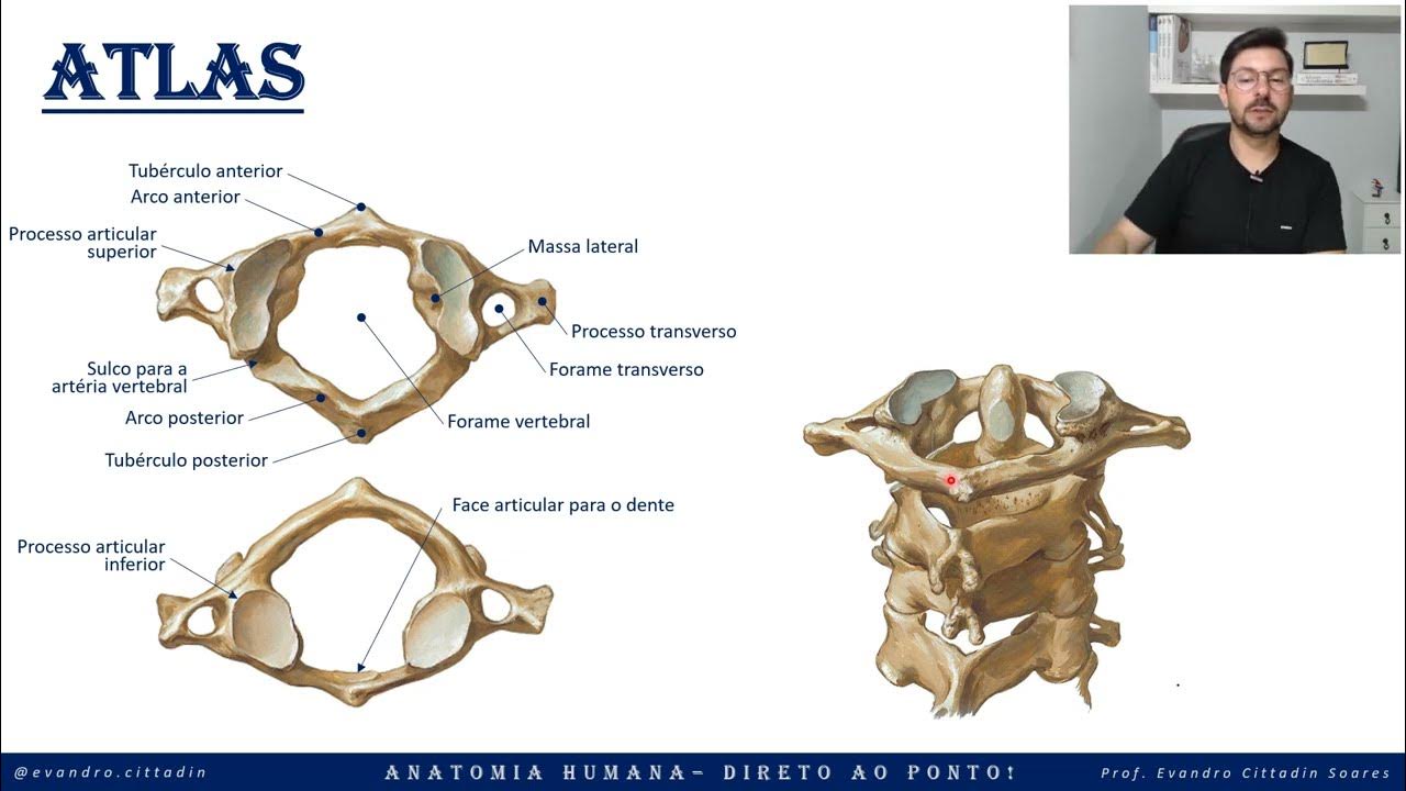Atlas - Esqueleto axial - Sistema esquelético - Anatomia direto ao ...