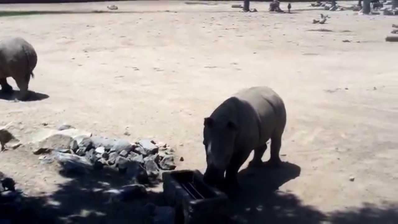 White Rhino breast feeding - YouTube