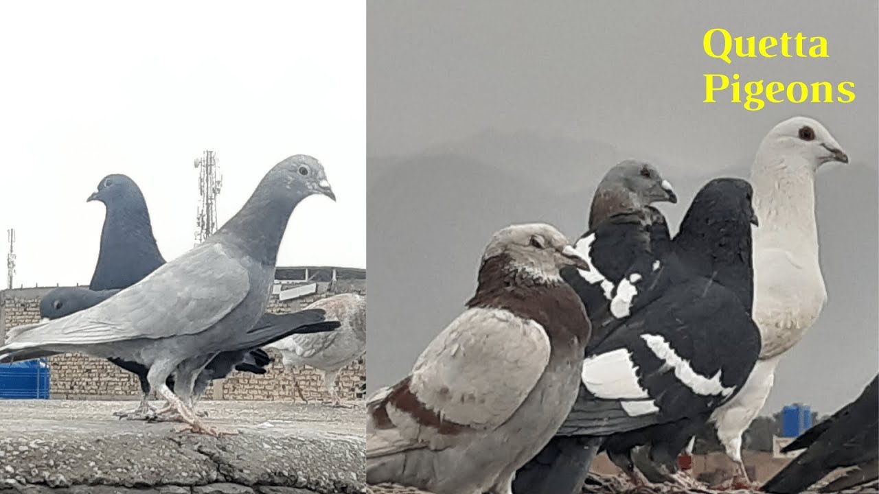 pigeon kabootar in Quetta __ Kala Gandadar Kabootar Pigeons - YouTube