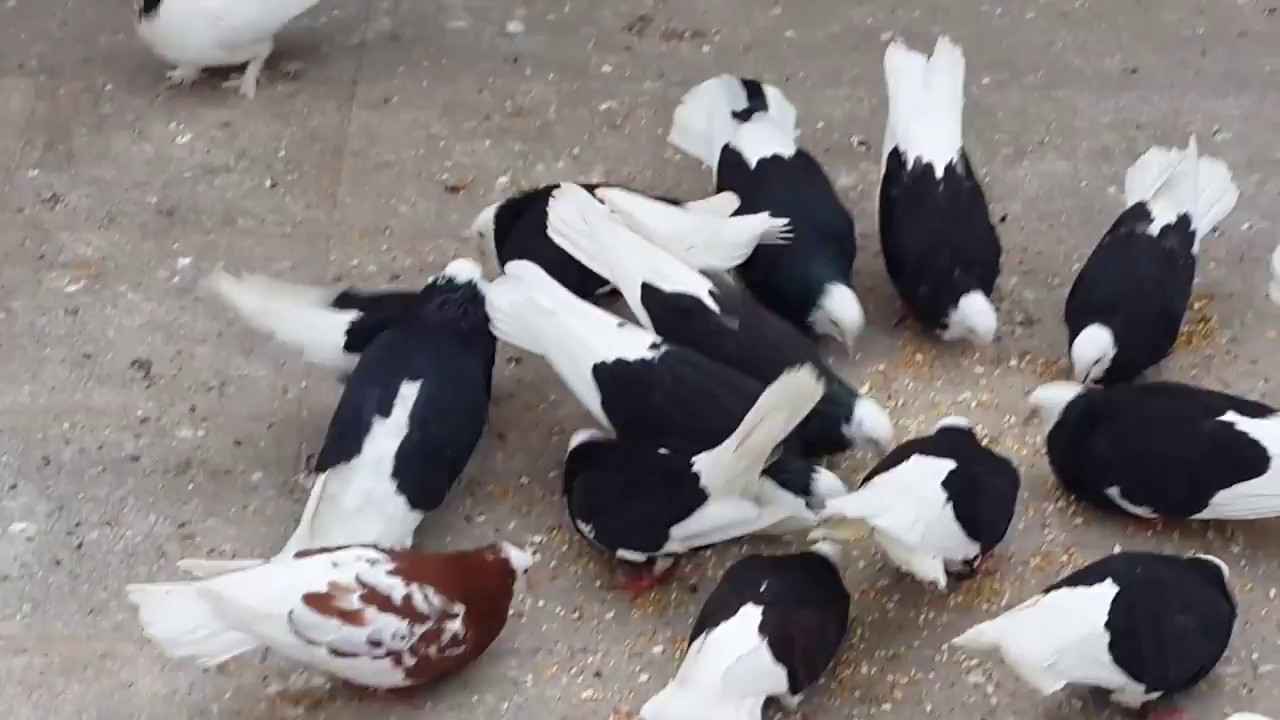 DUNEK PIGEON black and white - Dönek Güvercin - YouTube