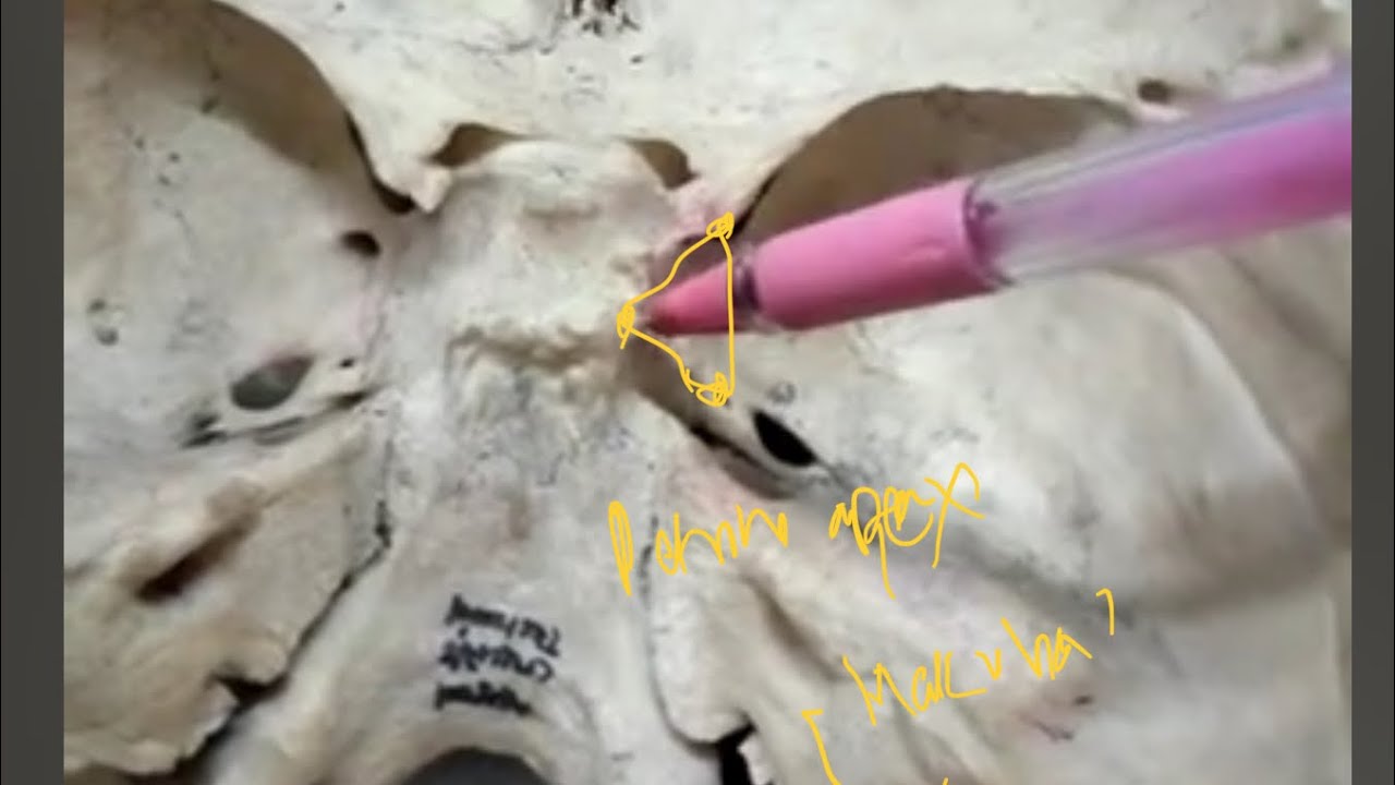 Middle. Fossa triangle - YouTube