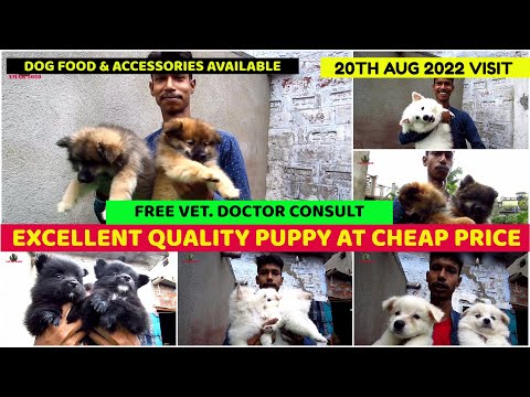 Excellent Quality Dog Puppy At Cheap Price | Genuine Breed | West ...