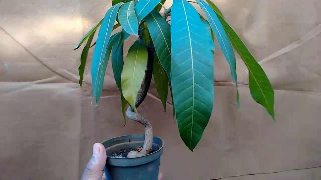Mame bonsai frutas - YouTube